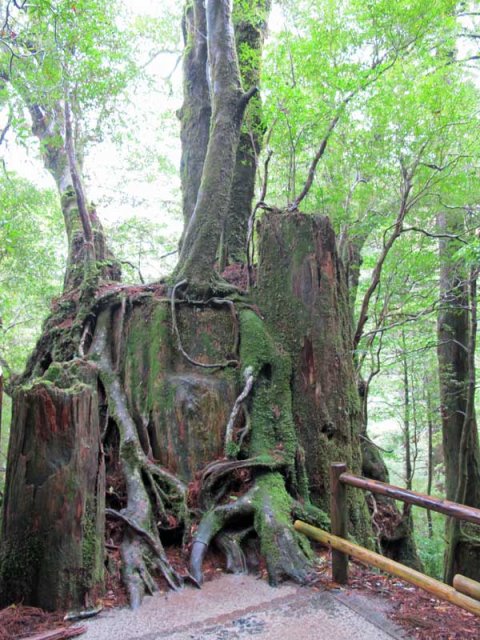 Yaku-shima, Nansei-shoto (SW Islands): Yaku-shima, Japan I Best world ...